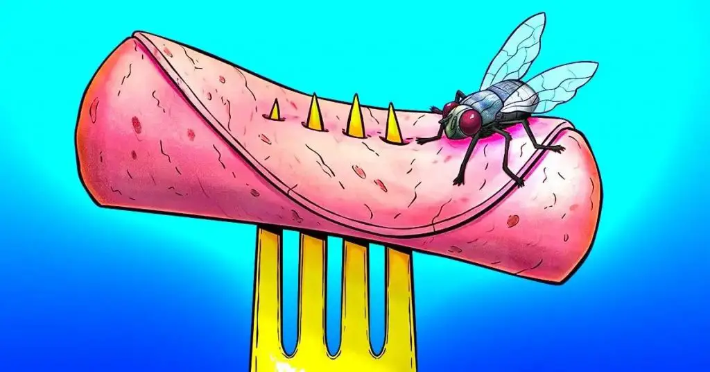 Esto es lo que debe hacer si una mosca se posa en su comida – trucos ...