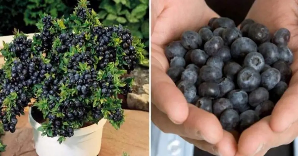 Esta plántula crecerá a partir de un simple arándano: así es como ...