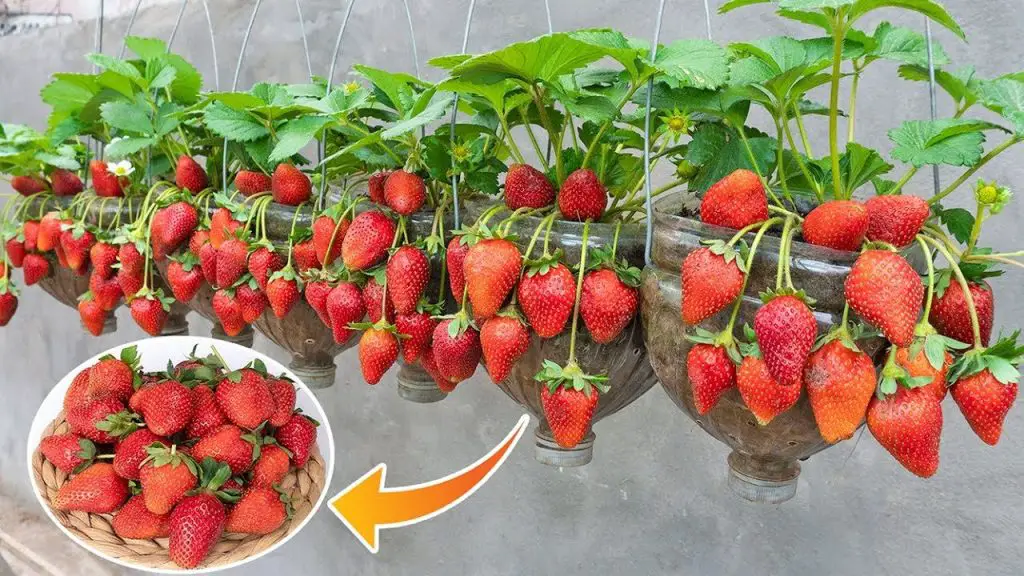 Cómo cultivar fresas en macetas en el balcón. – trucos casa jardin