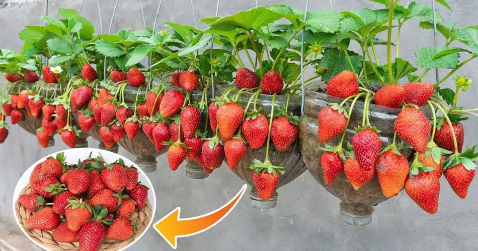 Cómo Cultivar Fresas En Macetas En El Balcón Trucos Casa Jardin
