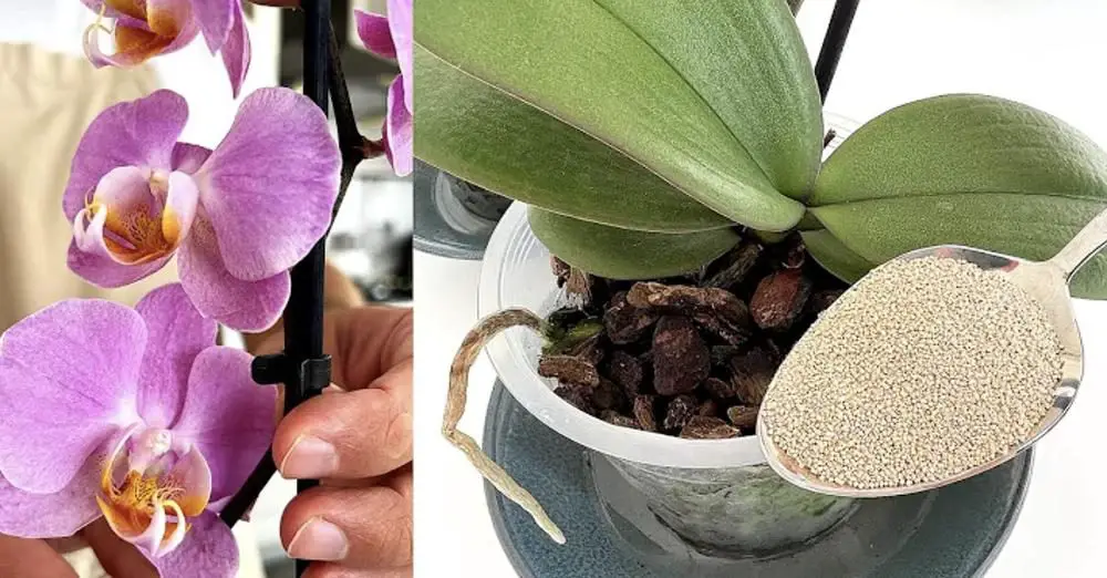 Cómo usar el aserrín de madera: 6 remedios naturales para tu jardín ...