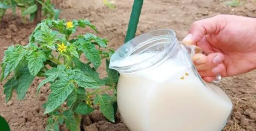 Cómo hacer fértil el suelo de tus plantas – trucos casa jardin