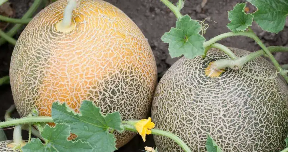 Cómo cultivar melones a partir de semillas simples. – trucos casa jardin