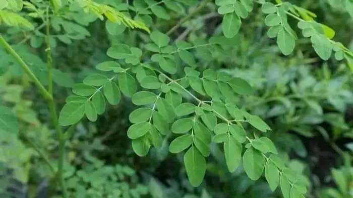 Los beneficios de la Moringa: Un tesoro natural – trucos casa jardin