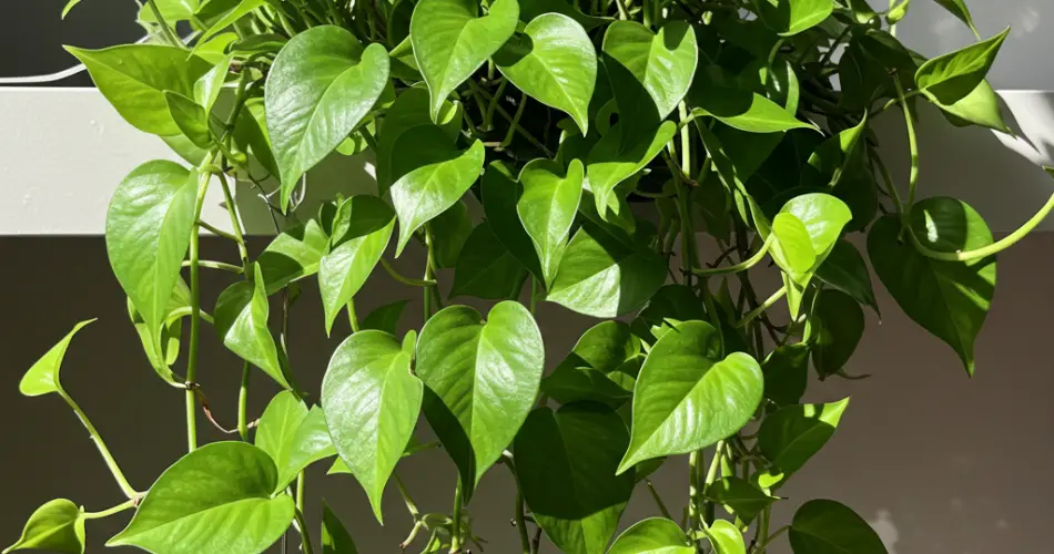 Esta planta nunca debe faltar en tu hogar!!! – trucos casa jardin